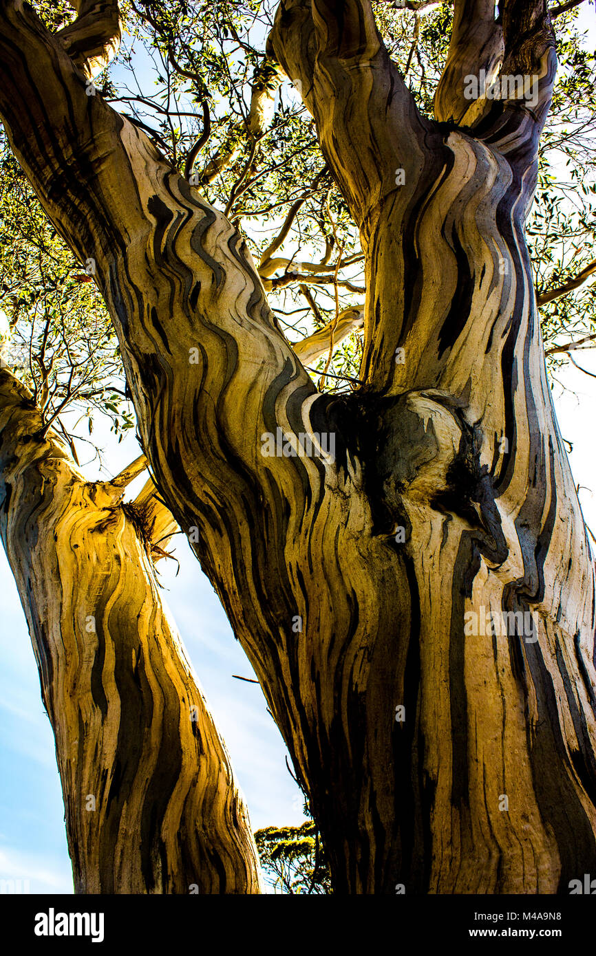 Striped tree in Tasmania Stock Photo - Alamy