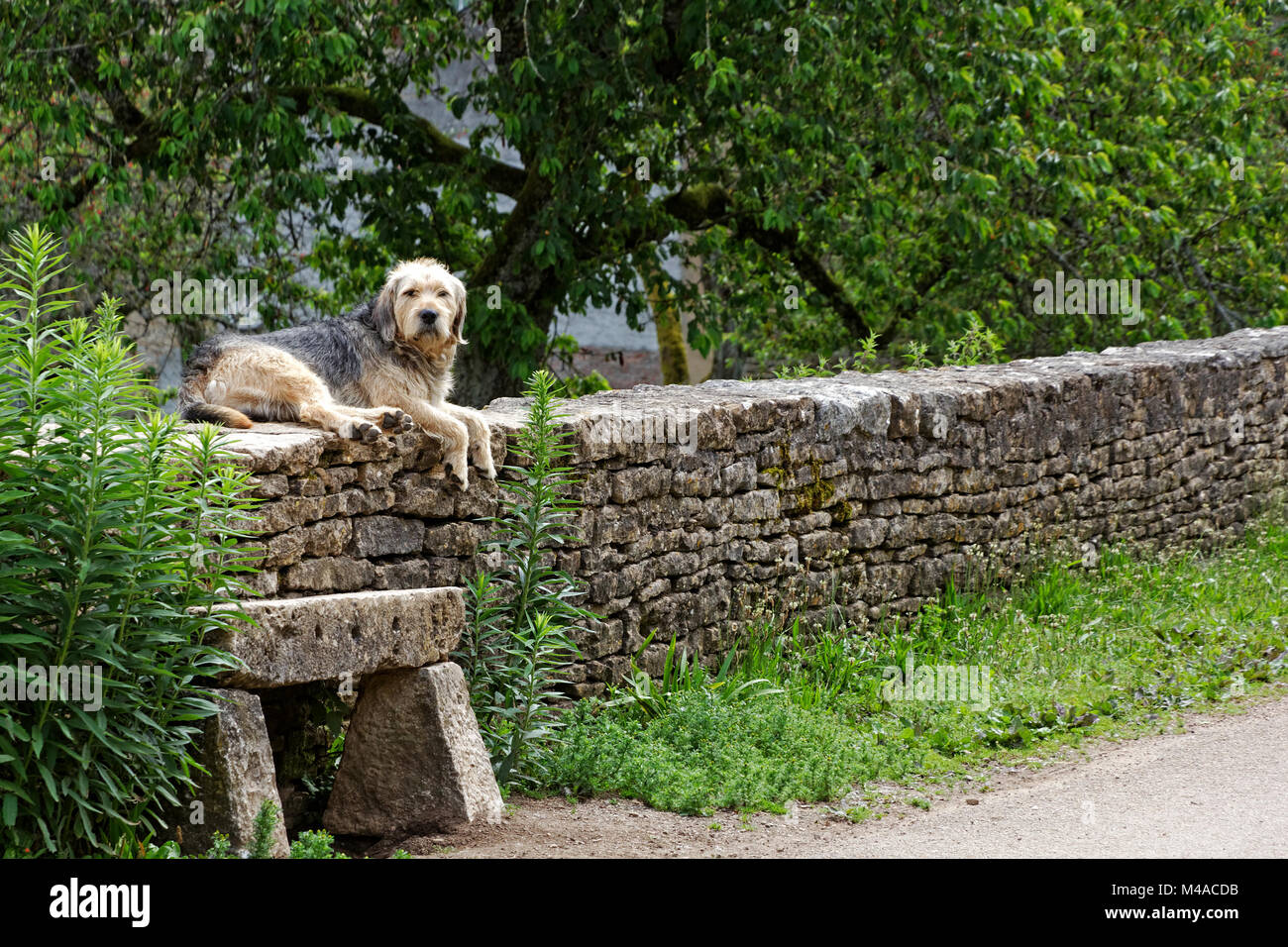 Wall dog hi-res stock photography and images - Alamy