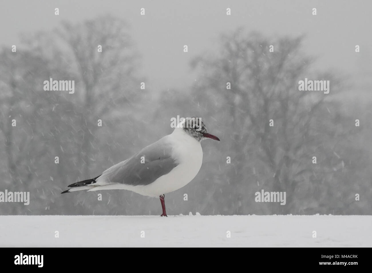 Bird frozen in front of tree paris, France Stock Photo - Alamy