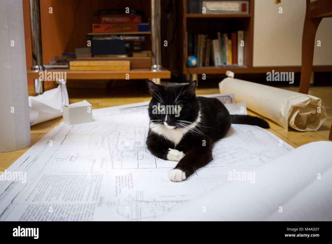 Black and white cat is lying on laid out on the floor the drawings ...