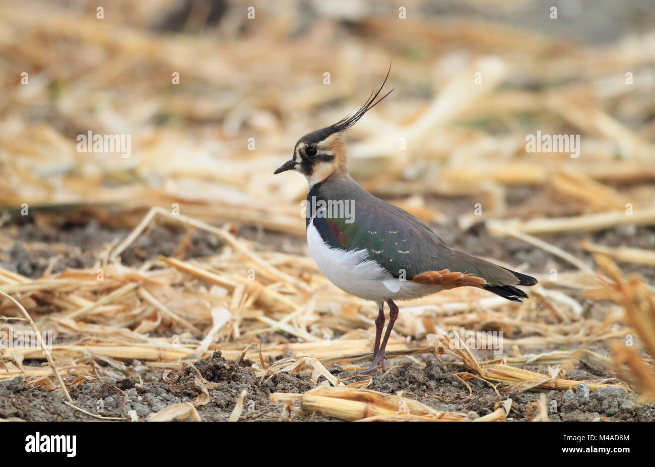Northern lapwing (Vanellus vanellus) in Japan Stock Photo - Alamy