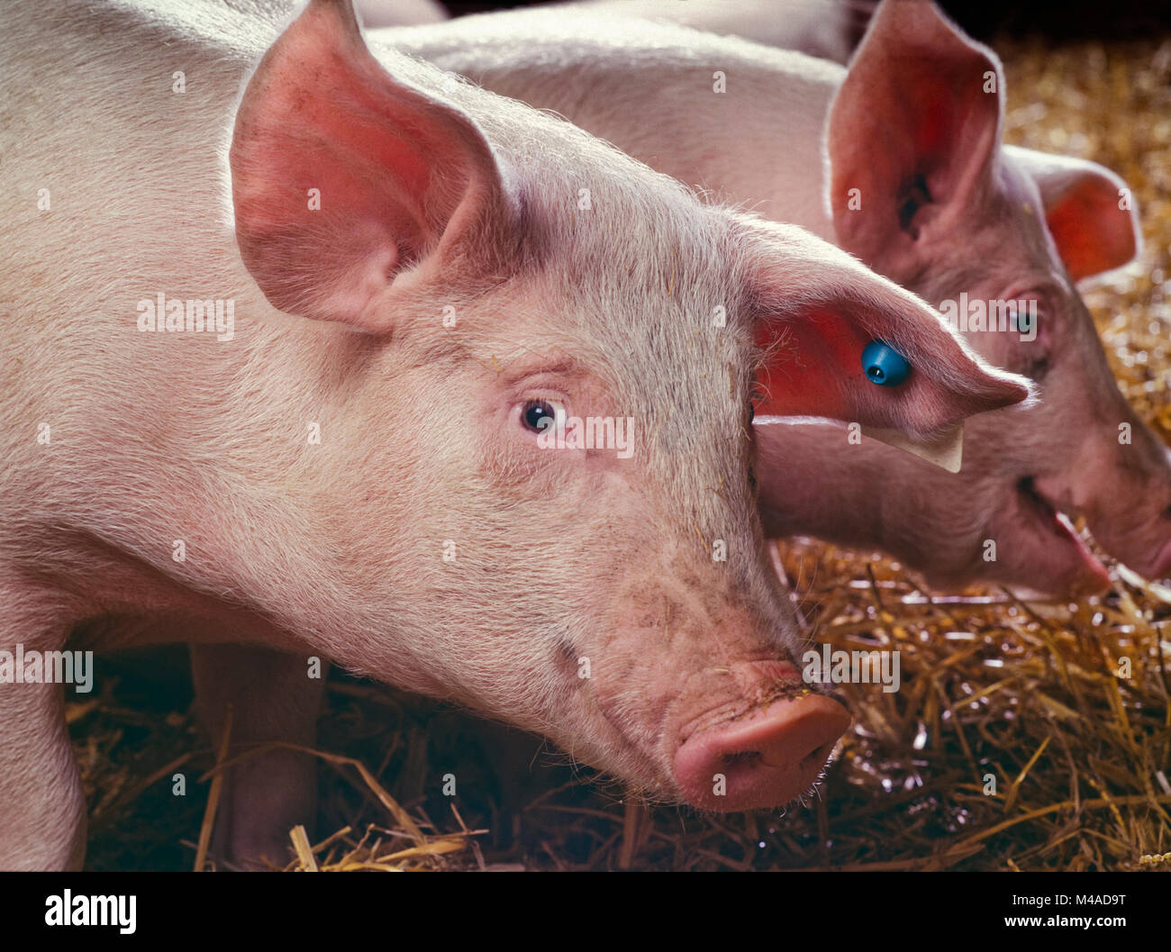 Pig With Ear Tag High Resolution Stock Photography and Images - Alamy