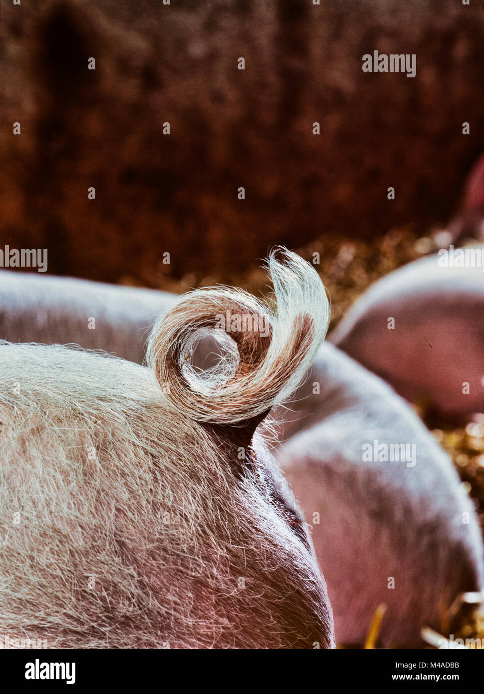 Curly wurly hi-res stock photography and images - Alamy