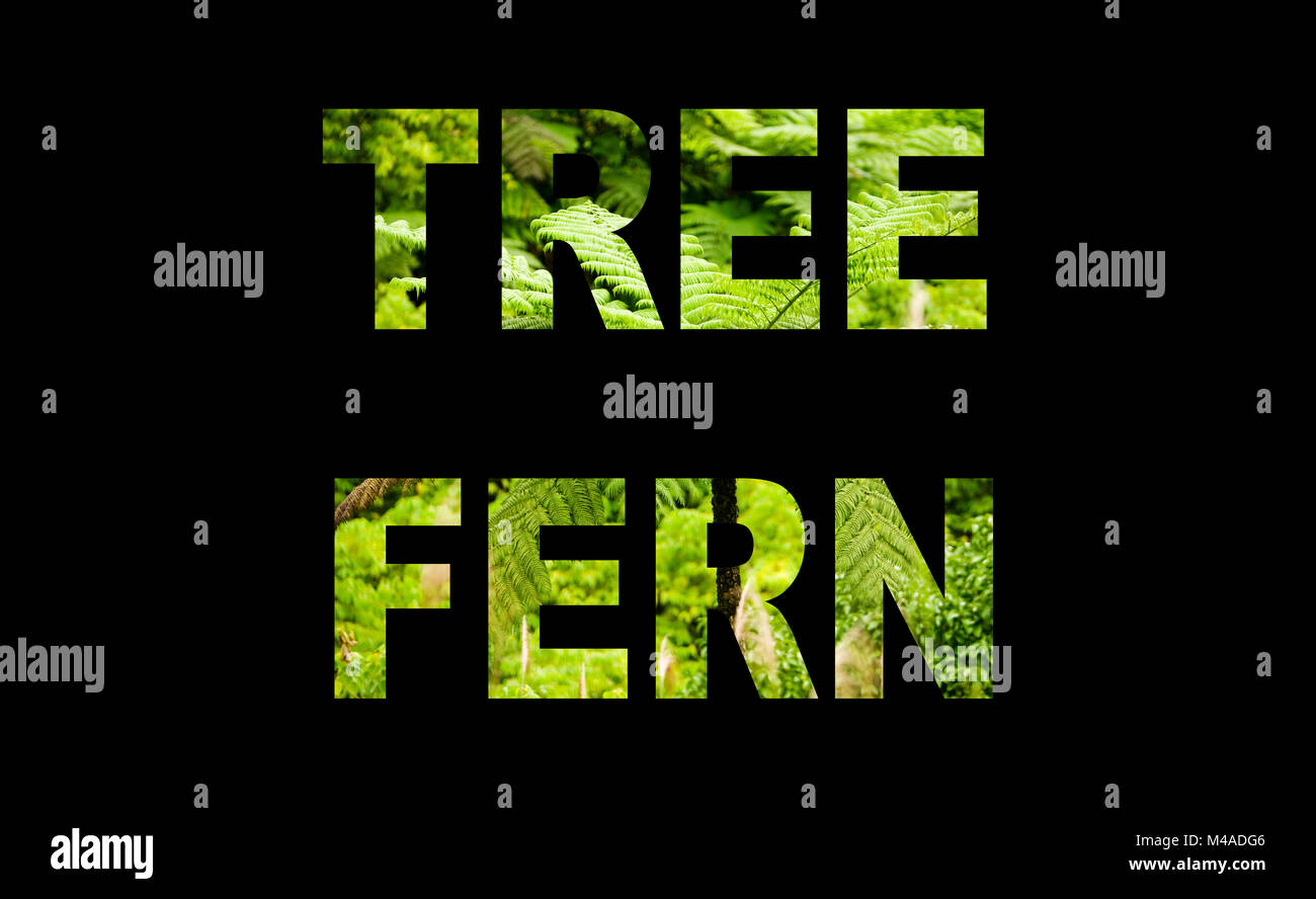 Tree fern cut out hi-res stock photography and images - Alamy