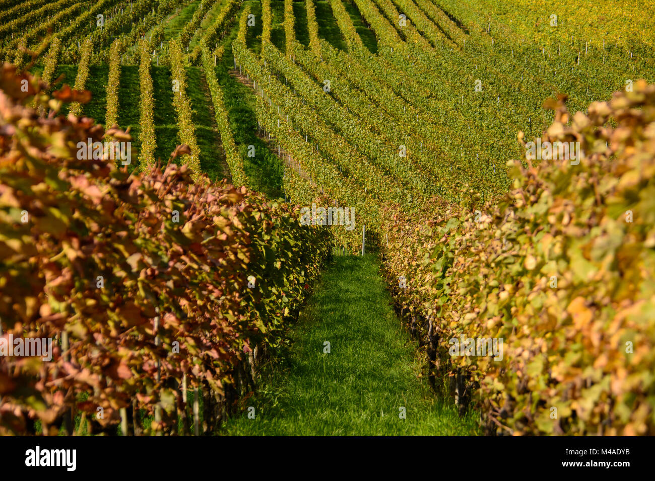Felsengarten hi-res stock photography and images - Alamy