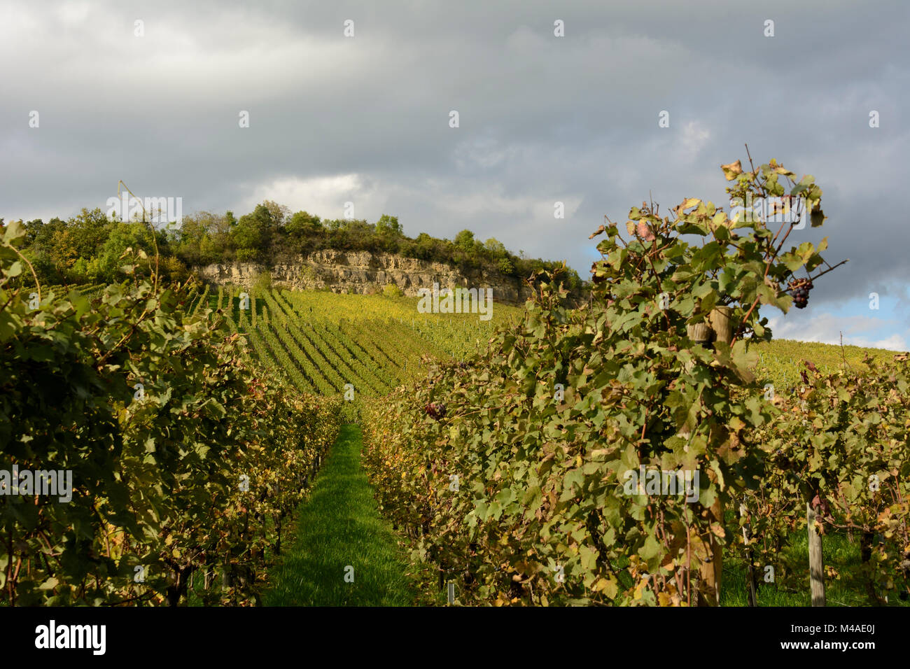 Hessigheim wine hi-res stock photography and images - Alamy