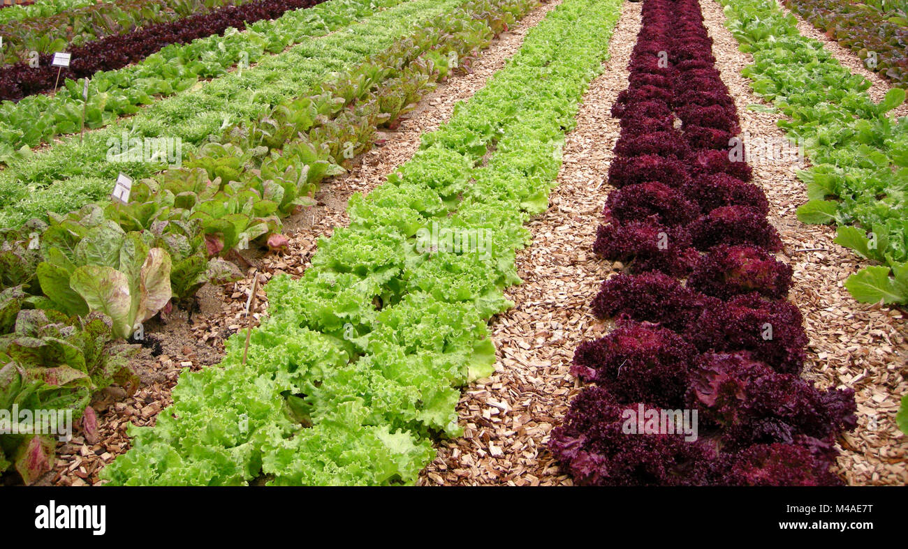 Organic vegetable field with ready to be collected plants Stock Photo ...