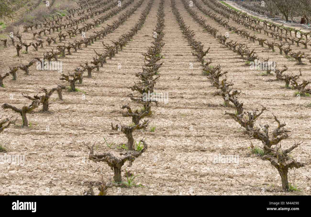 Rows of pruned bare grape vines in early spring, prepared for upcoming ...