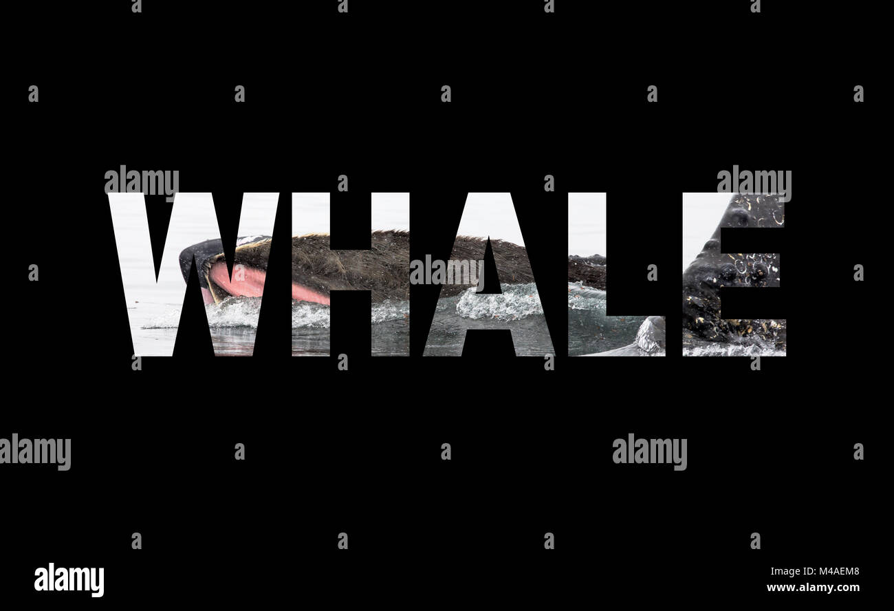 Whale word hi-res stock photography and images - Alamy