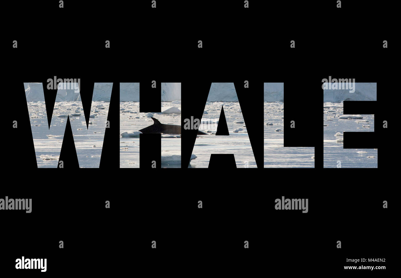 Whale word hi-res stock photography and images - Alamy