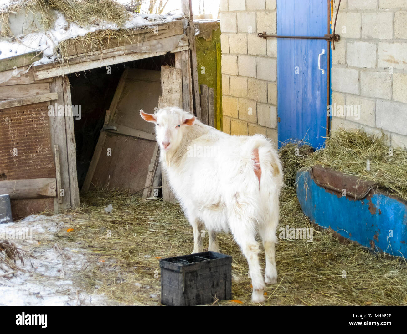 Goats in the household. Mini goat farm Stock Photo - Alamy