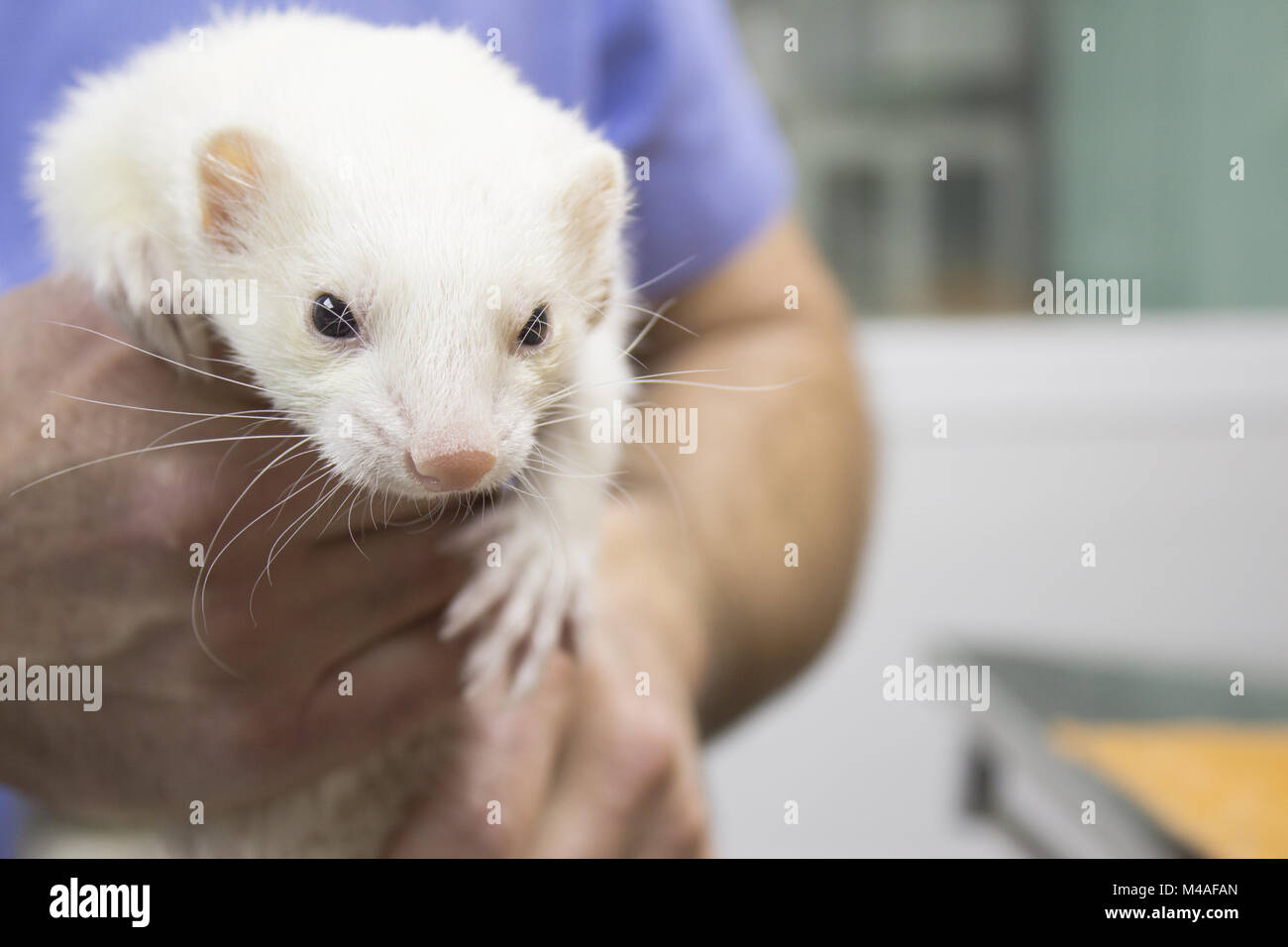 Ferret profile hi-res stock photography and images - Alamy