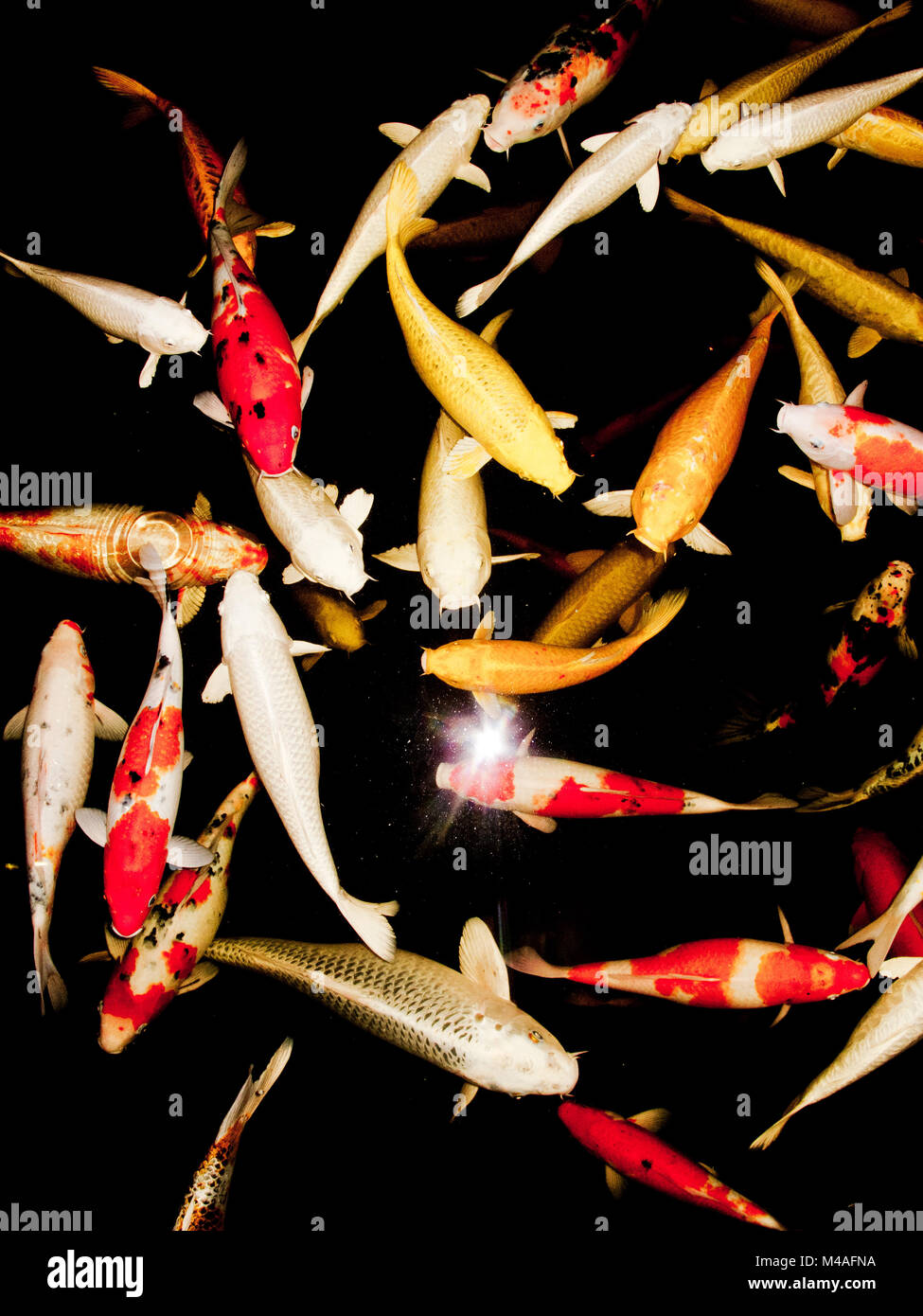 A pool of colourful koi carps in Thailand 2012 Stock Photo - Alamy