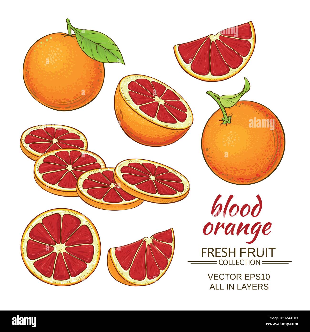 blood orange fruit vector set on white background Stock Vector Image ...