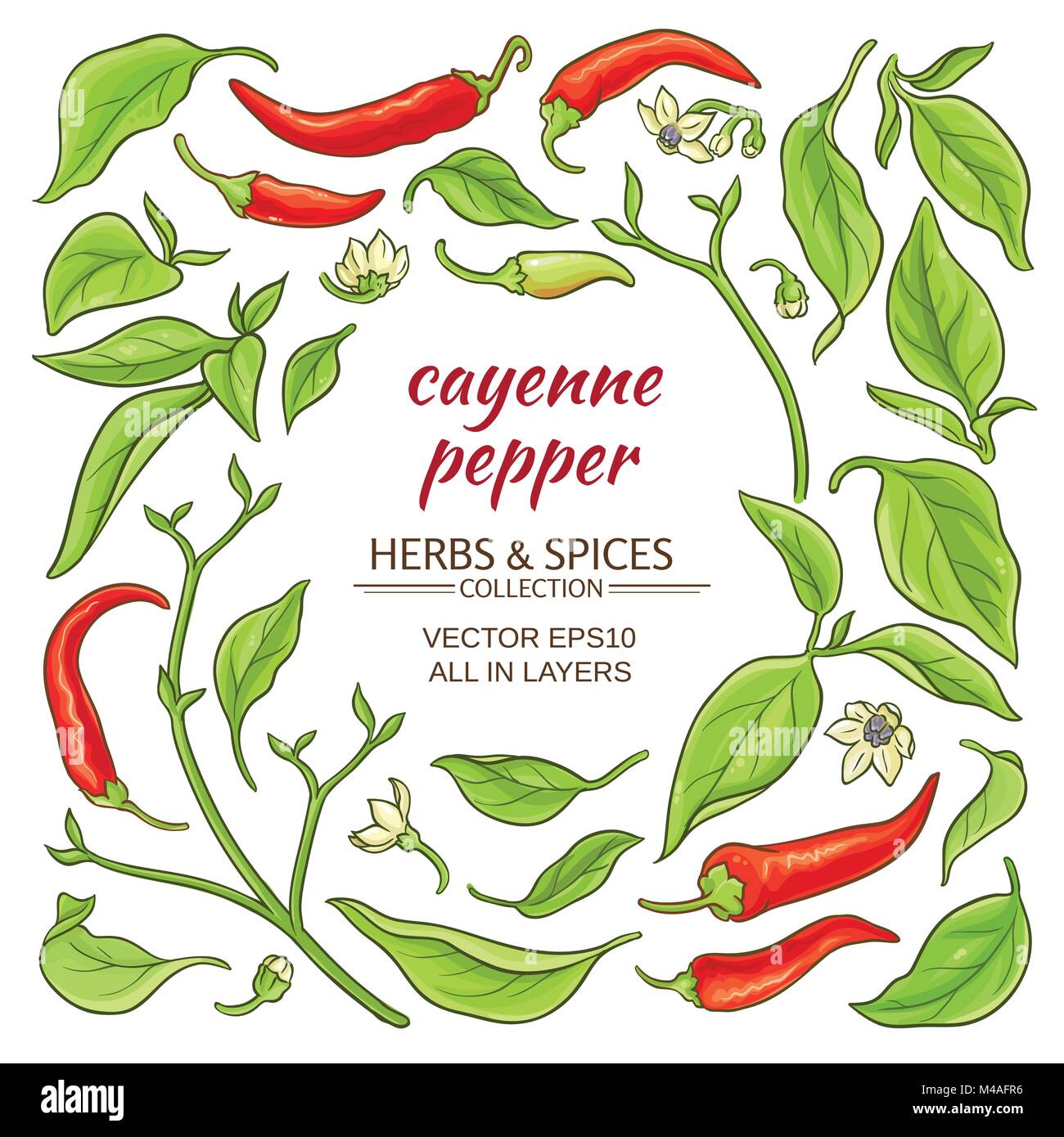 cayenne pepper elements set on white background Stock Vector Image ...
