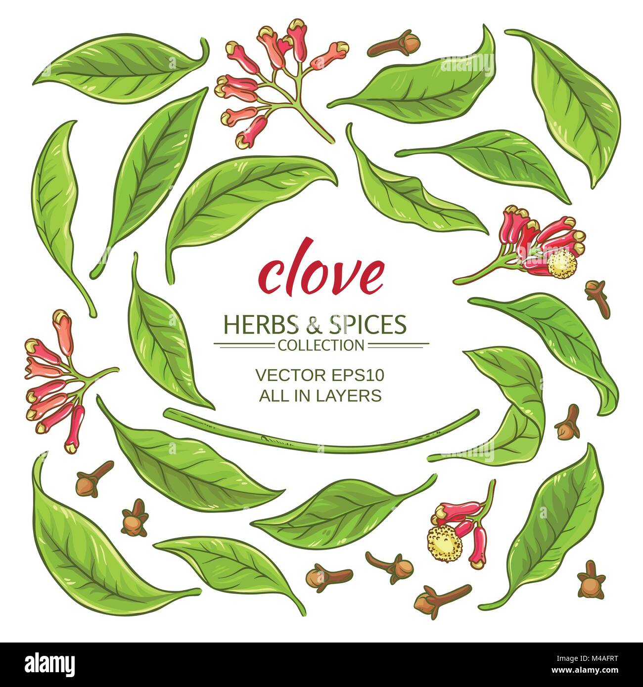 clove elements set vector on white background Stock Vector Image & Art ...