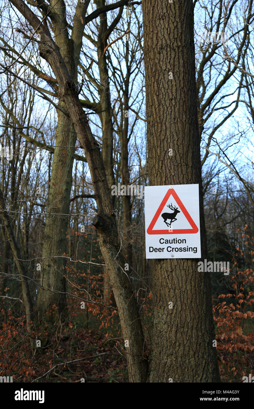 Sign warning of Deer crossing the road in the Wyre forest ...