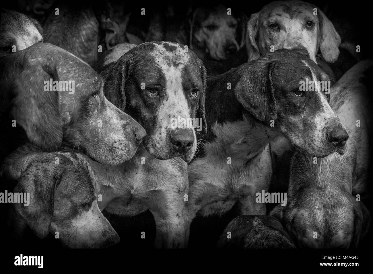 Portrait of Fox Hounds Stock Photo - Alamy