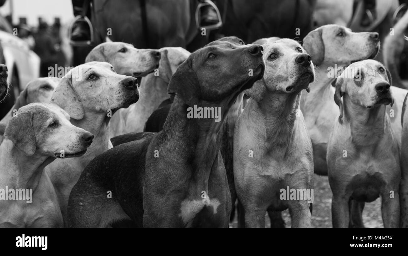 Portrait of Fox Hounds Stock Photo - Alamy