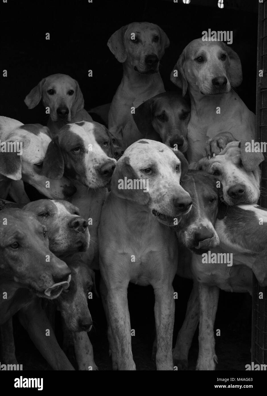 Portrait of Fox Hounds Stock Photo - Alamy