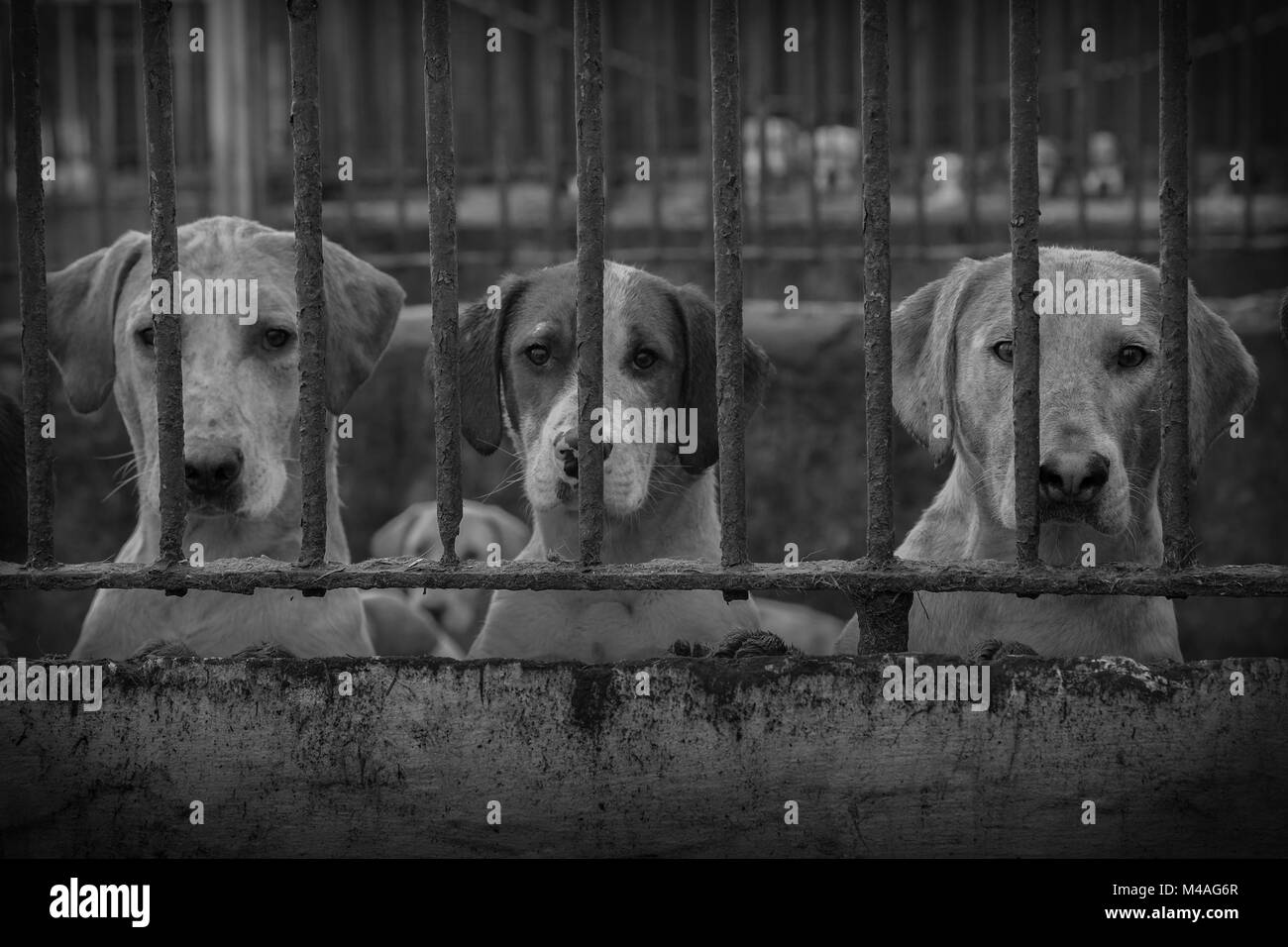Portrait of Fox Hounds Stock Photo - Alamy