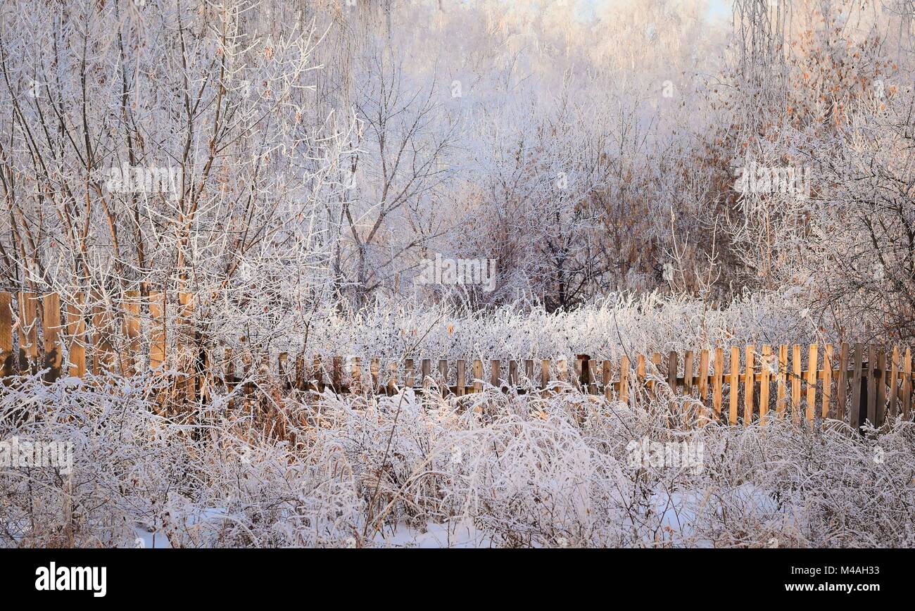 Siberia winter forest hi-res stock photography and images - Alamy