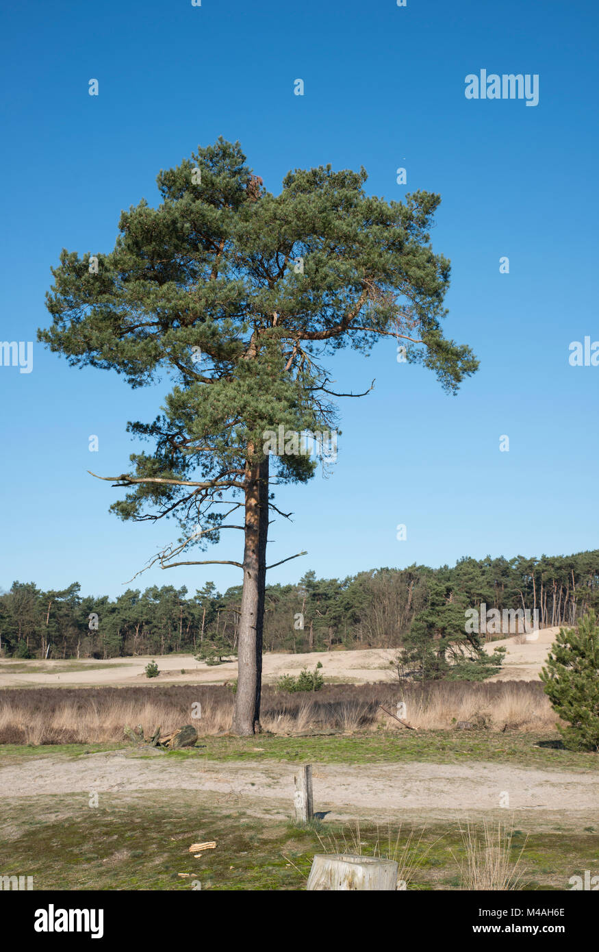 Single Pinetree High Resolution Stock Photography and Images - Alamy