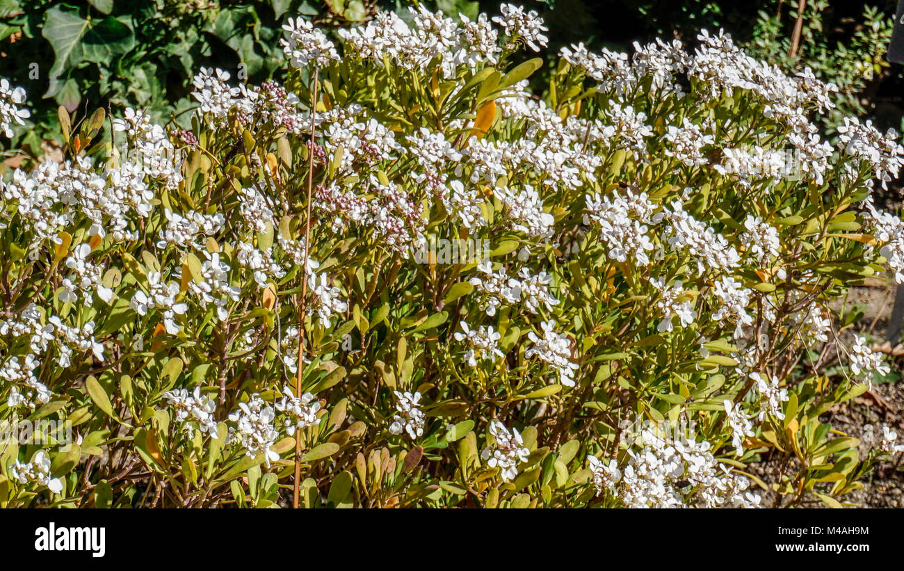 Candytuft plant closeup 3 Stock Photo - Alamy