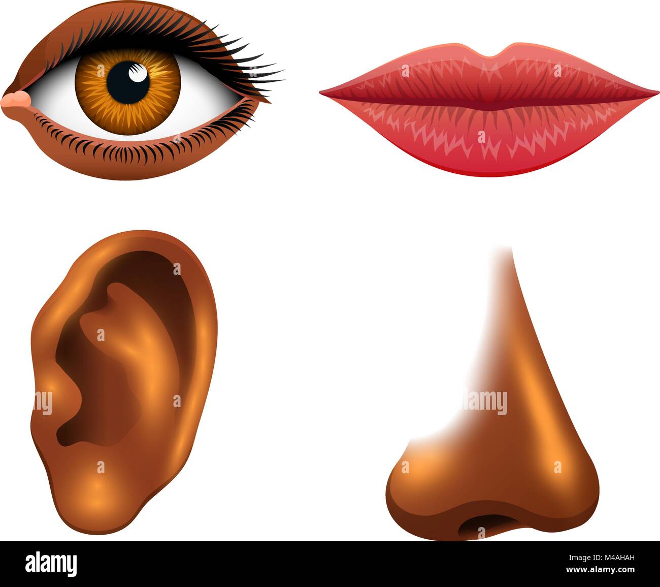 Sense Organs Cut Out Stock Images & Pictures - Alamy