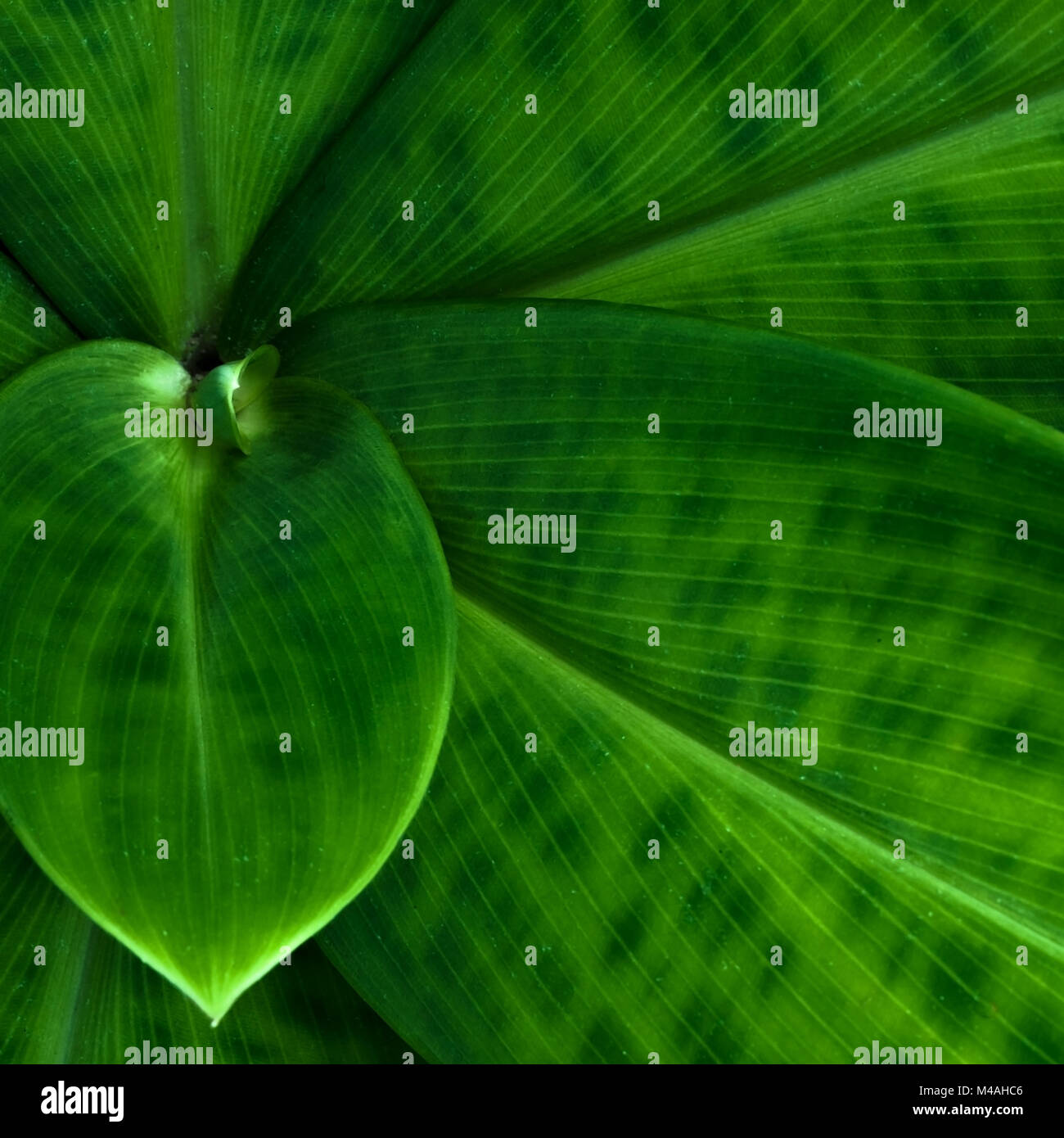 fresh green Curcuma zanthorrhiza leaves texture Stock Photo - Alamy