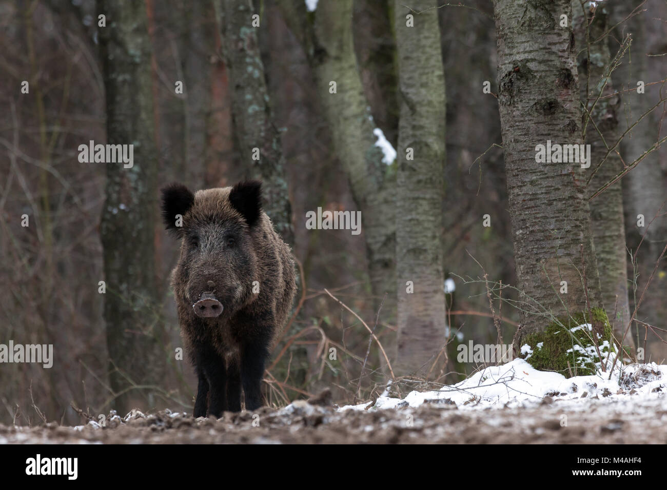 Boar rock hi-res stock photography and images - Alamy