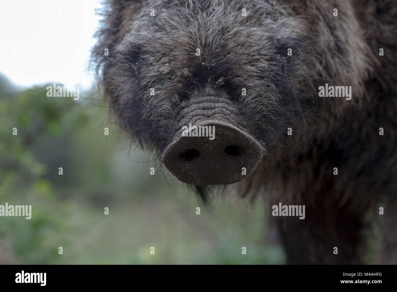 Wild boar nose hi-res stock photography and images - Alamy