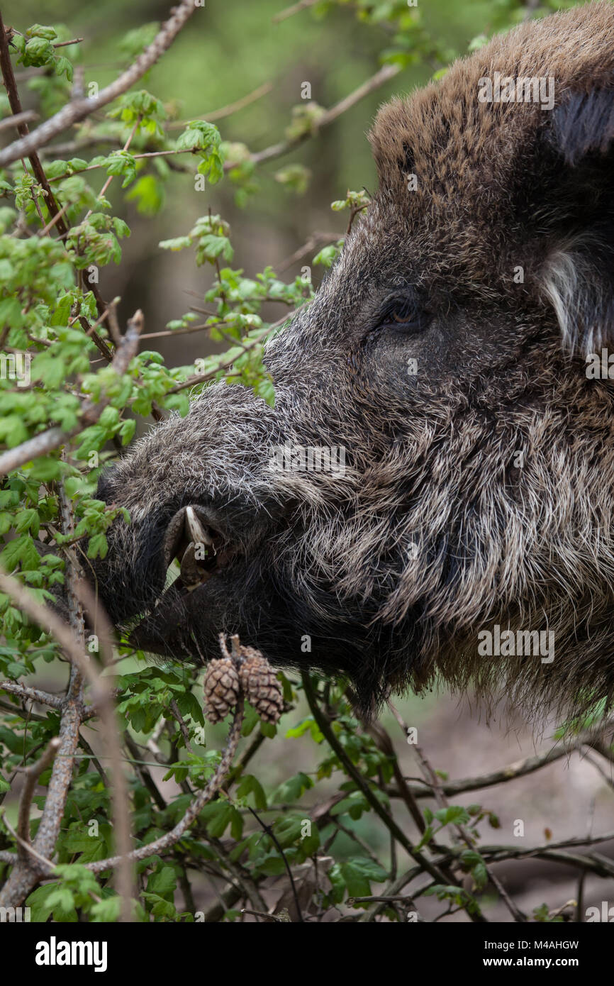 Fang of wild boar hi-res stock photography and images - Alamy