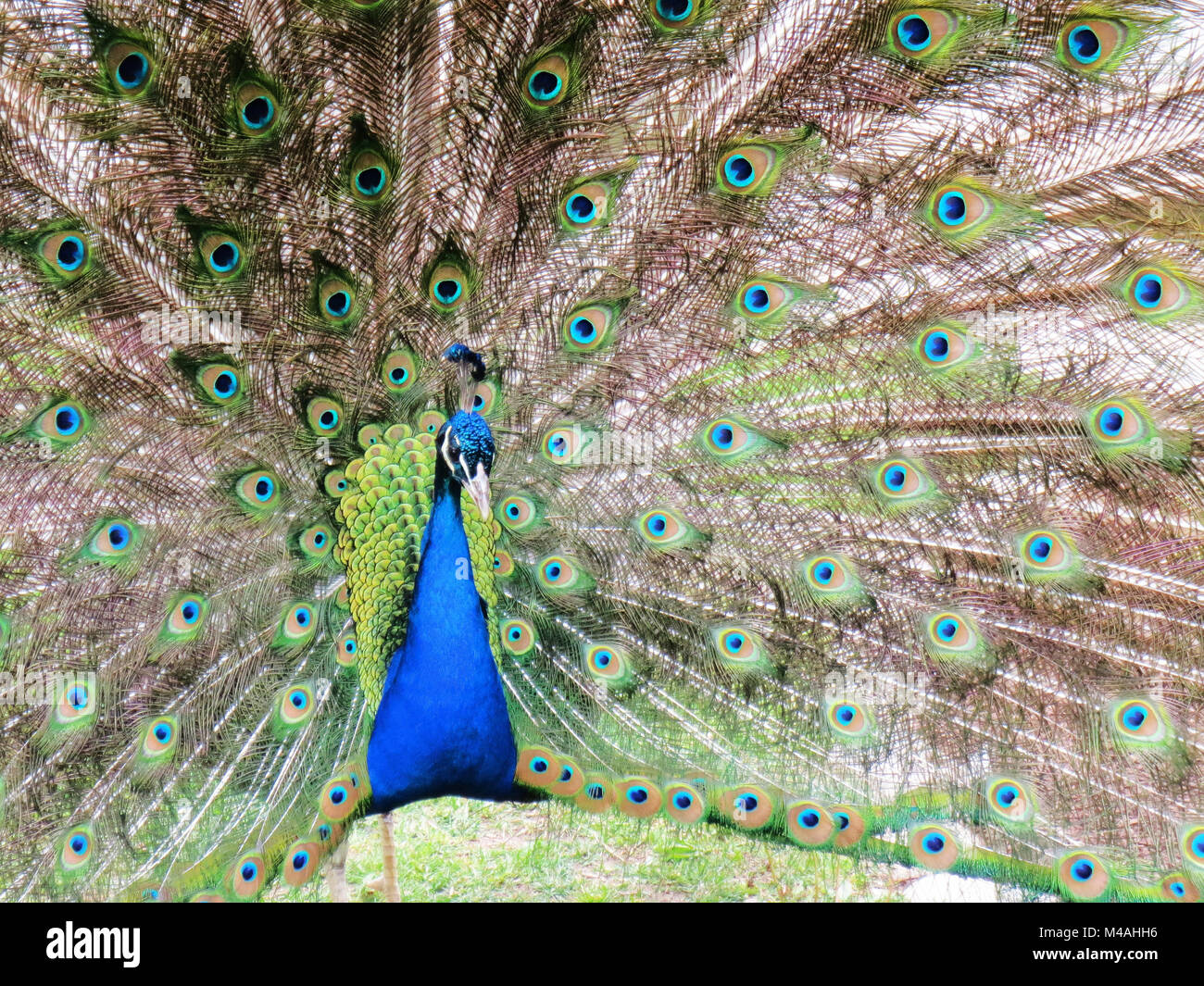 Peacock plumage hi-res stock photography and images - Alamy