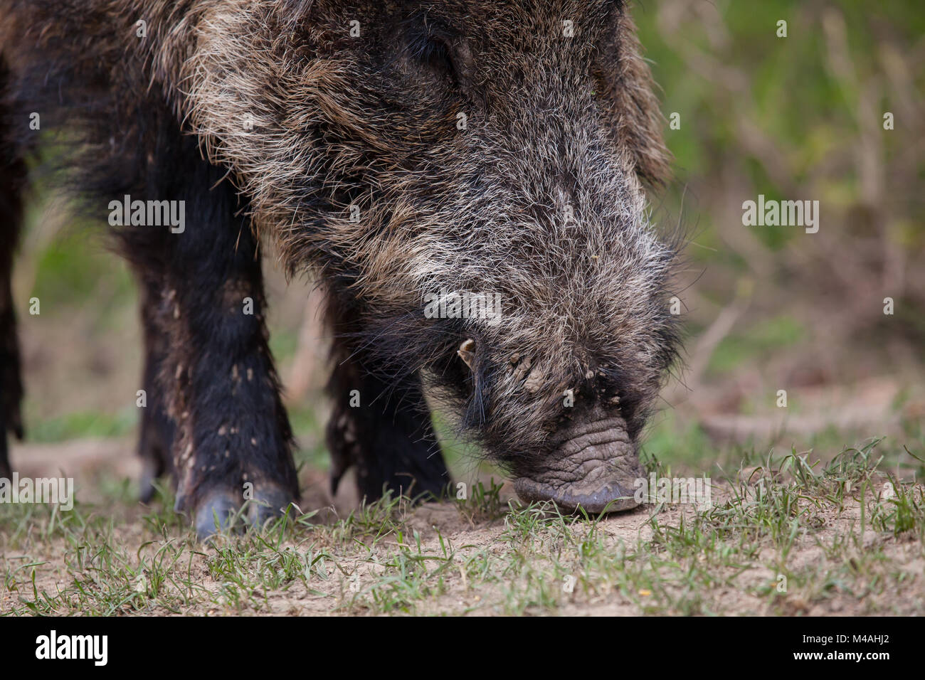 Boar Rock High Resolution Stock Photography and Images - Alamy