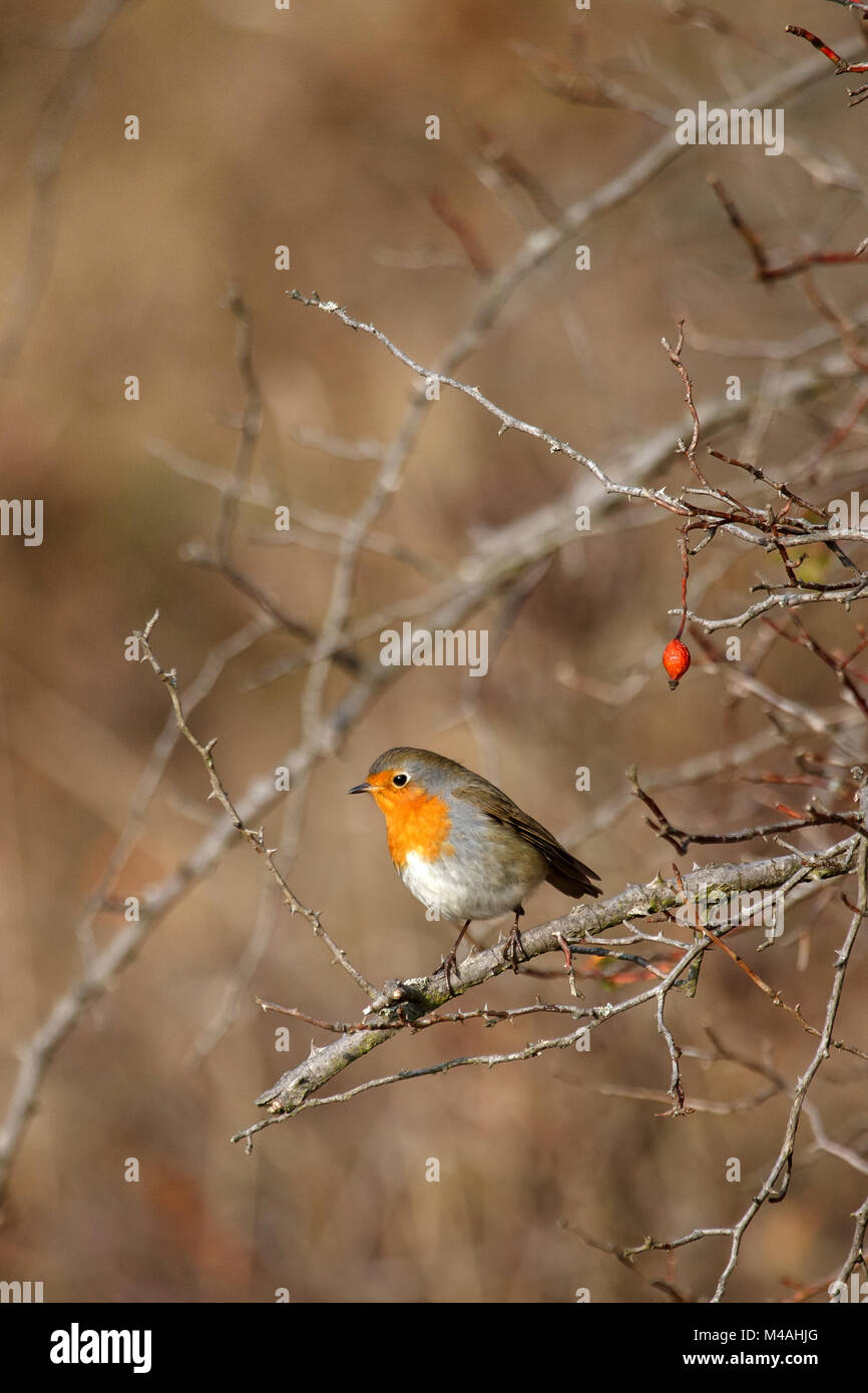 Rose robin hi-res stock photography and images - Alamy