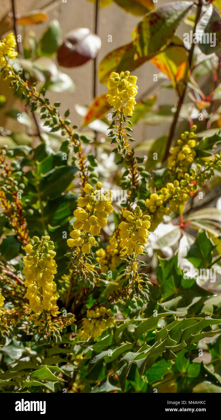 Mahonia winter sun hi-res stock photography and images - Alamy