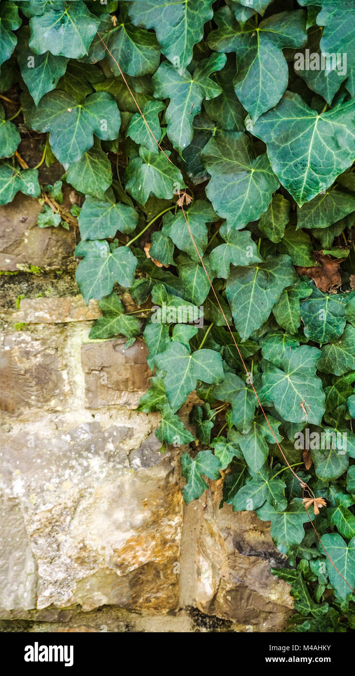 Ivy in an stone wall closeup Stock Photo - Alamy