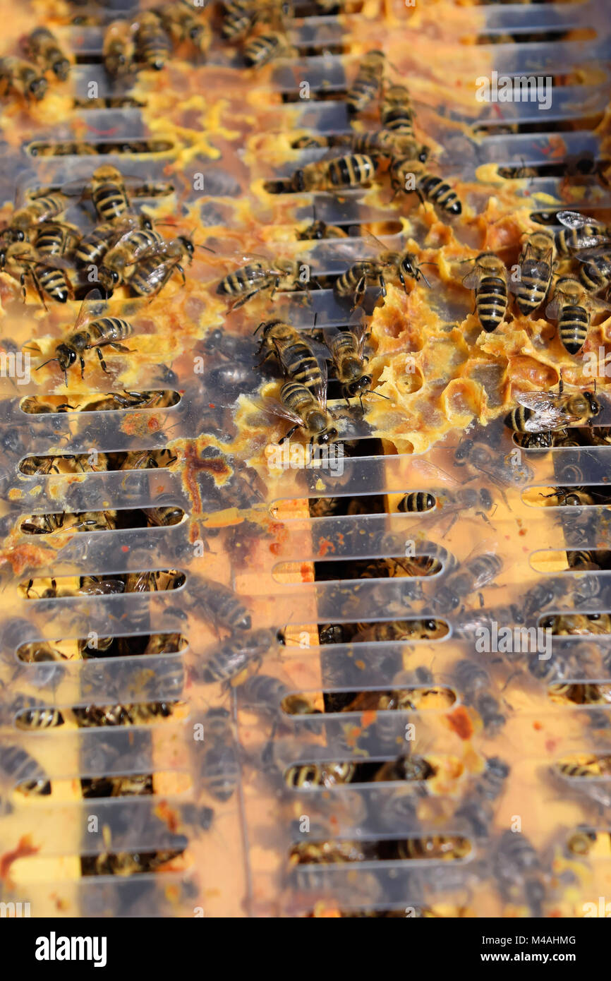 Beehive full hard working bees hi-res stock photography and images - Alamy