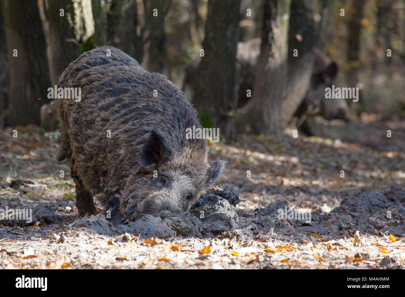 Tusker rock hi-res stock photography and images - Alamy