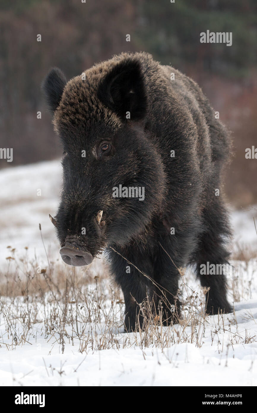 Boar rock hi-res stock photography and images - Alamy