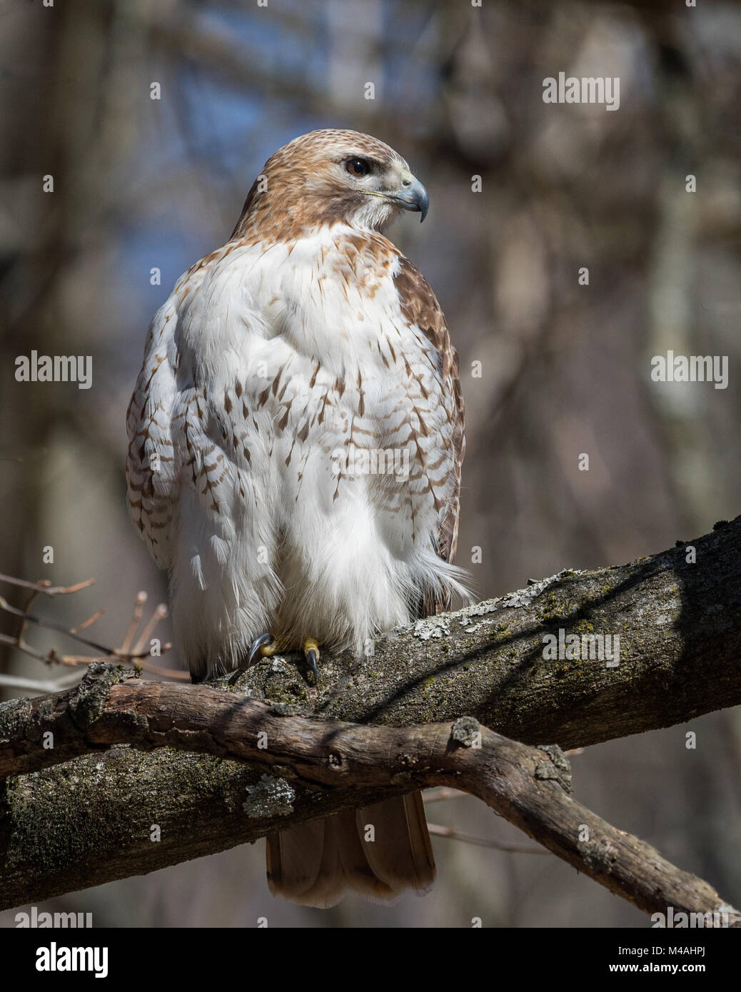 Red tail hawk Portrait Stock Photo - Alamy