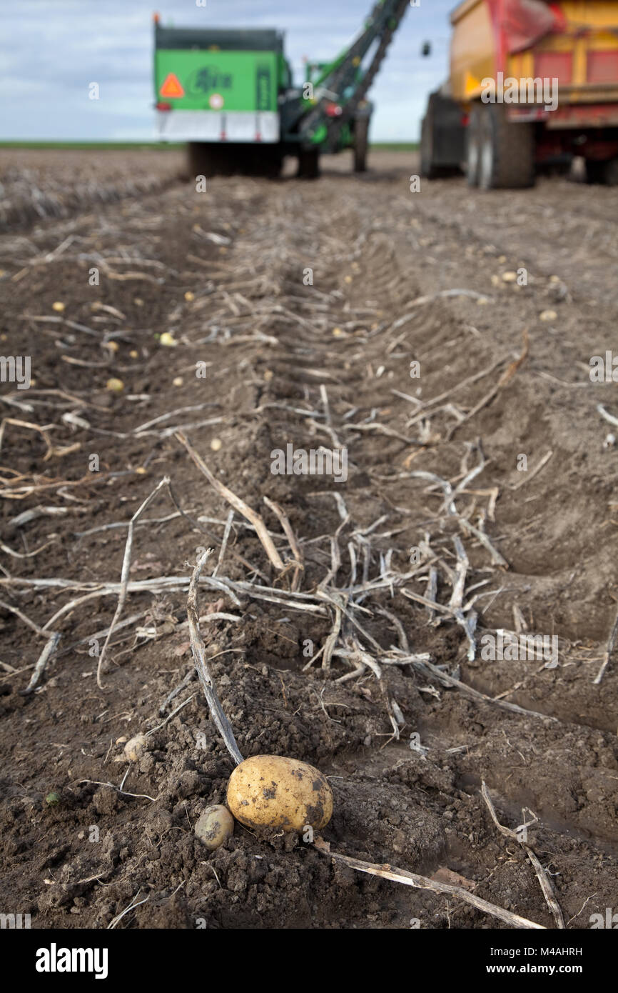 Potato truck hi-res stock photography and images - Alamy