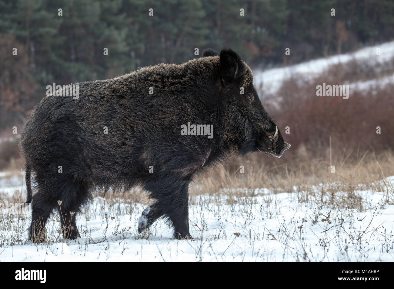 Boar rock hi-res stock photography and images - Alamy