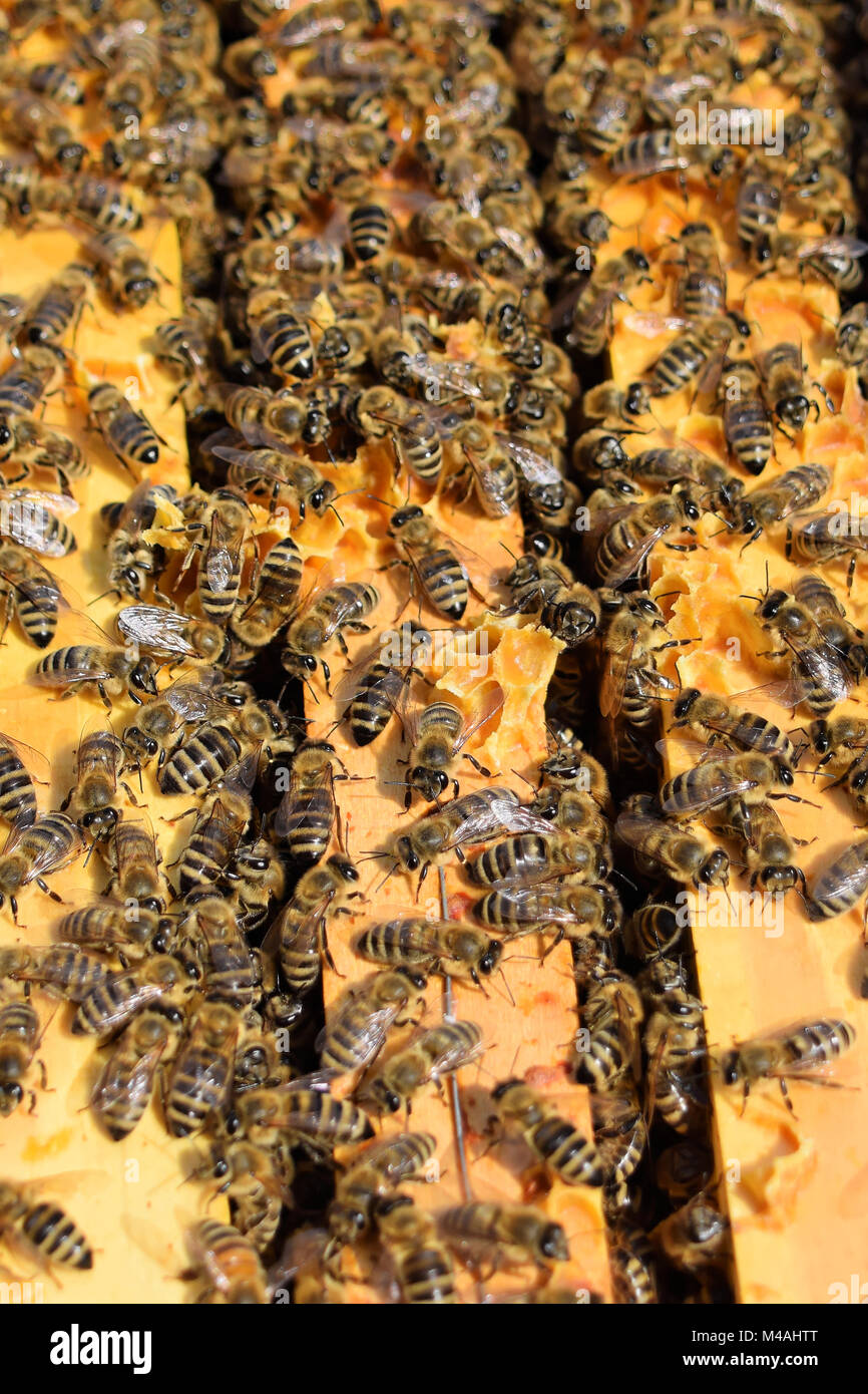 Beehive full hard working bees hi-res stock photography and images - Alamy