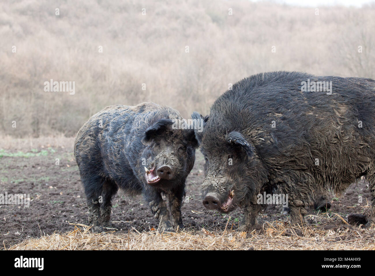 Giant wild boar hi-res stock photography and images - Alamy