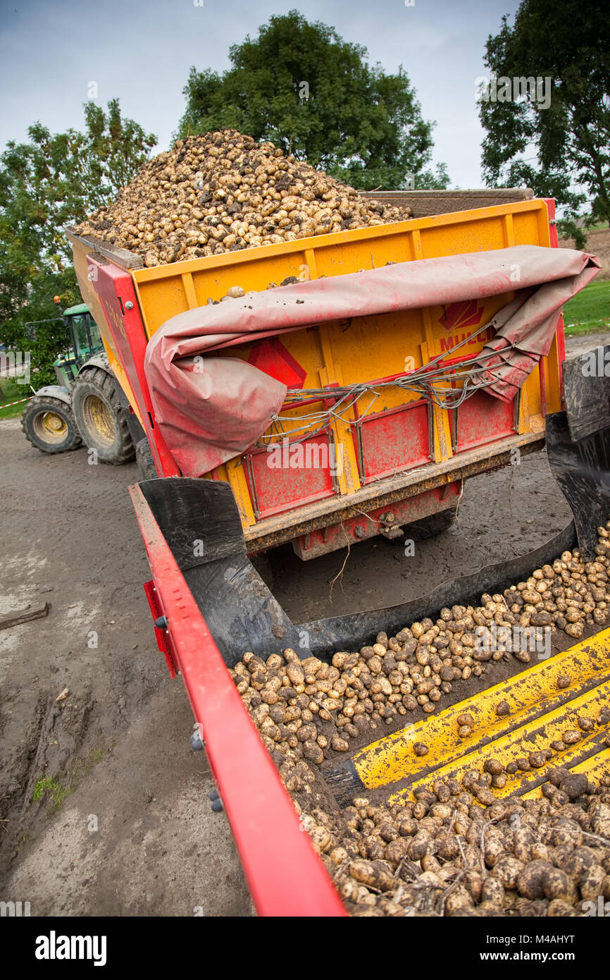 Agriculture potato harvest truck hi-res stock photography and images ...