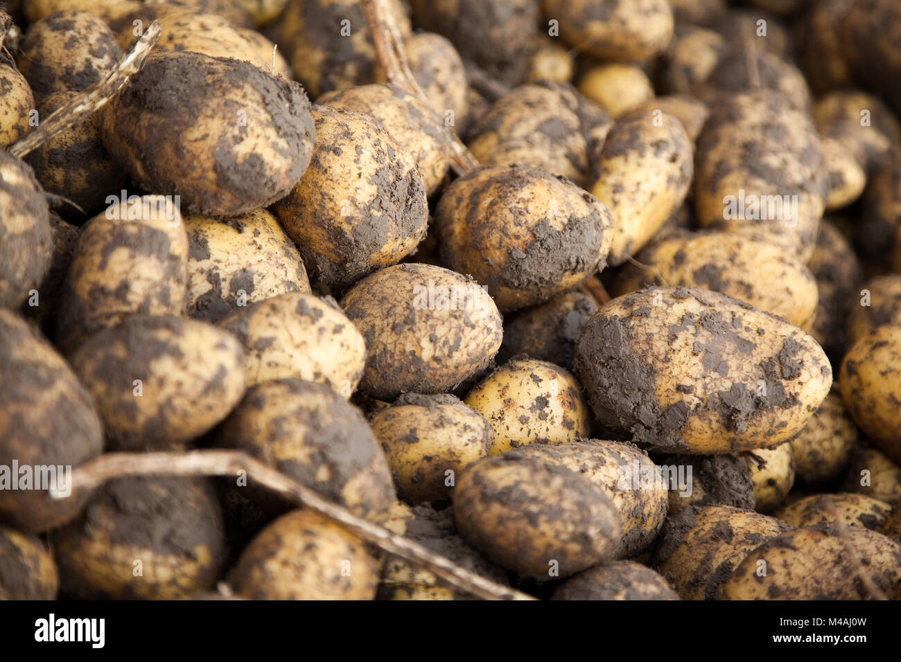 Close up of dutch harvested potatoes Stock Photo - Alamy