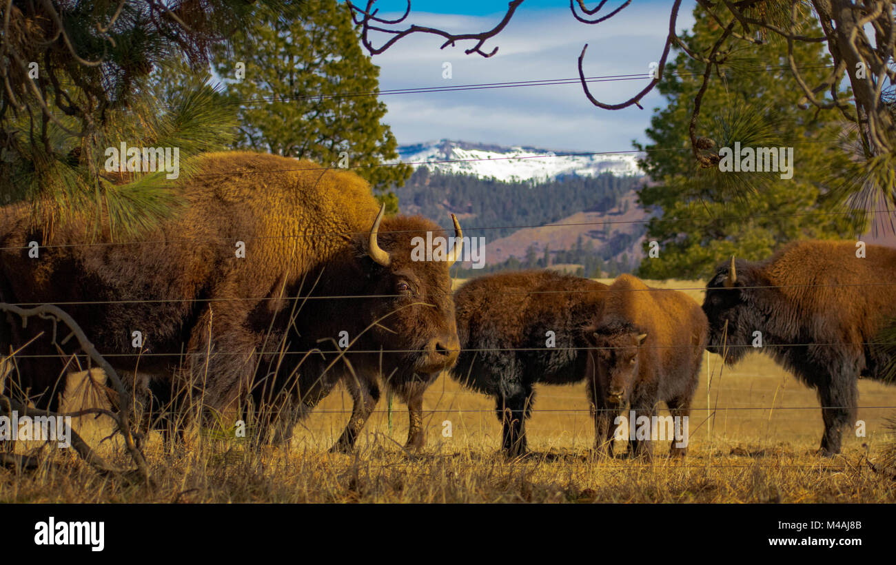 Giant bison hi-res stock photography and images - Alamy
