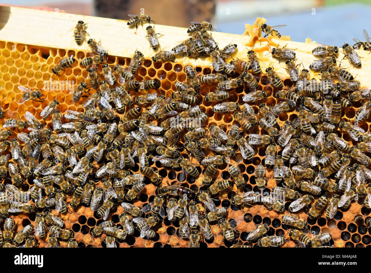 Beehive full hard working bees hi-res stock photography and images - Alamy